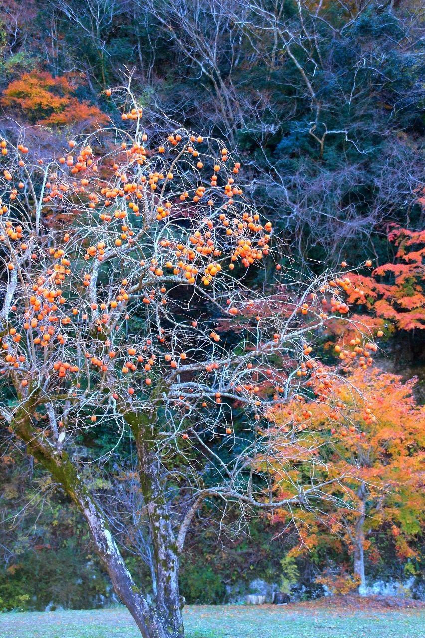 養老渓谷から大多喜城を巡ってきました。: ｛風景写真＆アートの森へようこそ 風景写真家：清野 彰｝