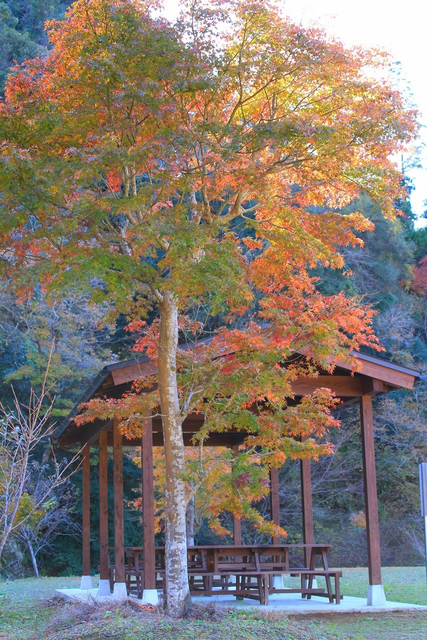 養老渓谷から大多喜城を巡ってきました。: ｛風景写真＆アートの森へようこそ 風景写真家：清野 彰｝
